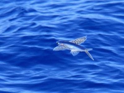 Flying Fish Facts | AZ Animals