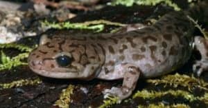 Salamander Animal Facts - Caudata - A-Z Animals