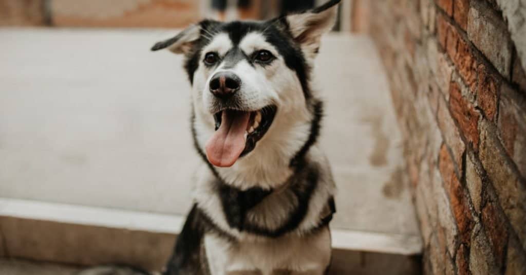 Goberian Animal Facts - Canis lupus familiaris - A-Z Animals