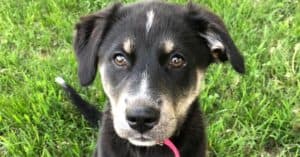 Goberian Dog Breed Complete Guide - A-Z Animals