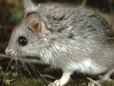 Grasshopper Mouse Animal Facts | AZ Animals
