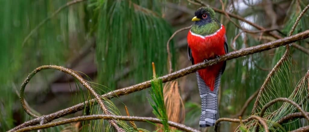 Wildlife in Haiti - Types of Haitian Animals - A-Z Animals