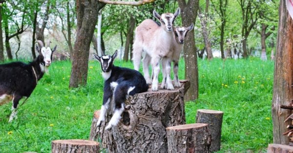 9 Ways to Keep Goats Entertained - A-Z Animals