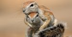 Ground Squirrel Vs Tree Squirrel: What Are the Differences? - A-Z Animals