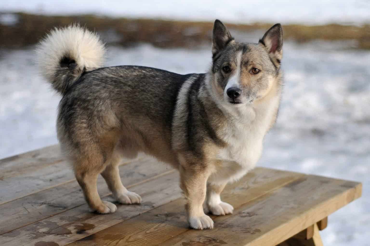 Dog Breeds that Start with H - A-Z Animals