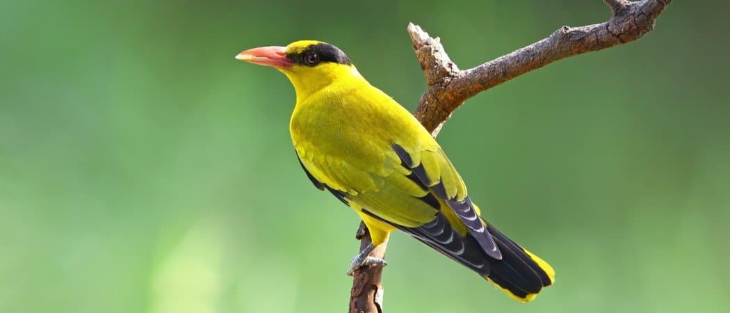 Wildlife in Java - Types of Sundanese Animals - A-Z Animals