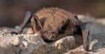 13 Bats in Ohio: Most Common Type and Risks - A-Z Animals