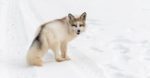 Canadian Marble Fox: What You Need to Know