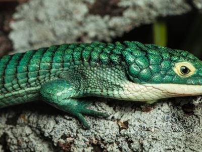 Mexican Alligator Lizard Animal Facts | Abronia graminea | AZ Animals