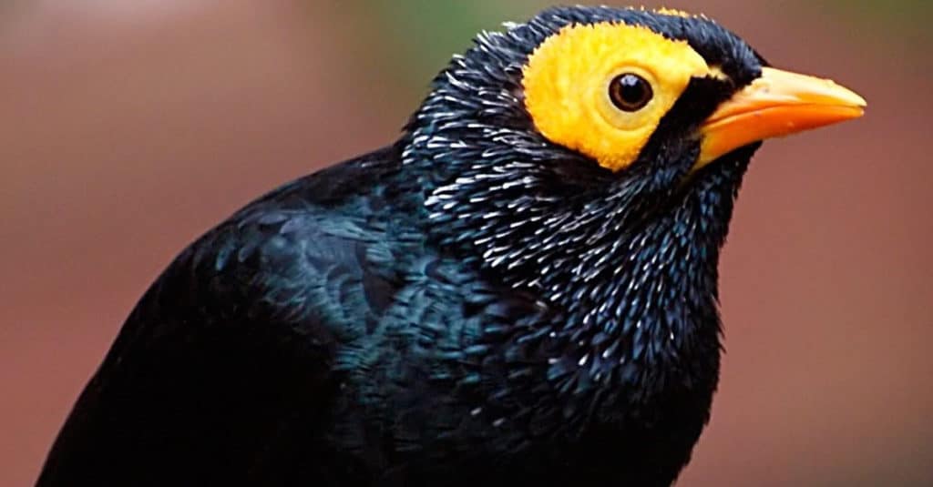 Myna Bird Animal Facts - Sturnidae - A-Z Animals