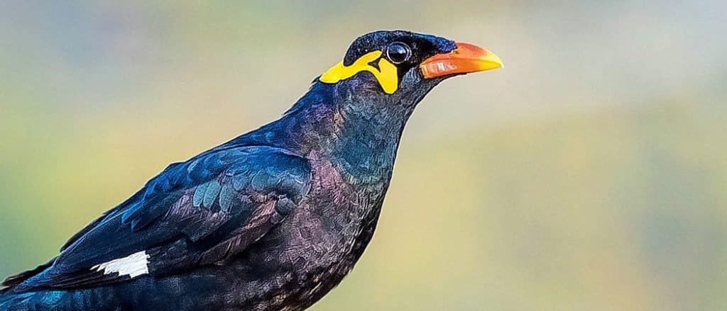 Animals in Mauritius - A-Z Animals