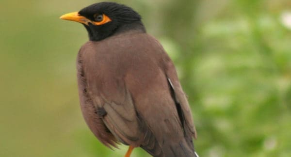 Myna Bird Facts - A-Z Animals