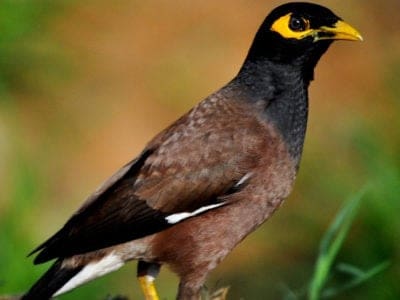 Myna Bird Facts | AZ Animals