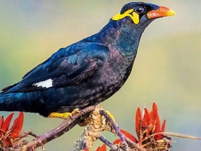 Myna Bird Facts | AZ Animals
