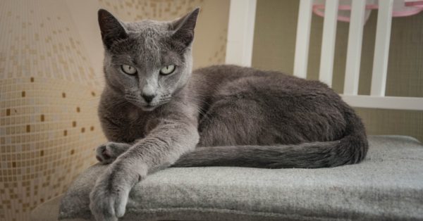 How Big Do Russian Blue Cats Get? Average Size and Growth Milestones ...