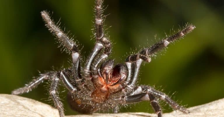 The Deadly Sydney Funnel-Web Spider: Nature's Most Venomous Predator ...