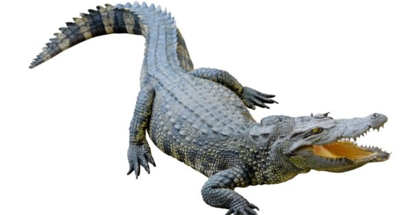 Discover the Massive Crocodiles that Live in Dens 40 Feet Below the ...