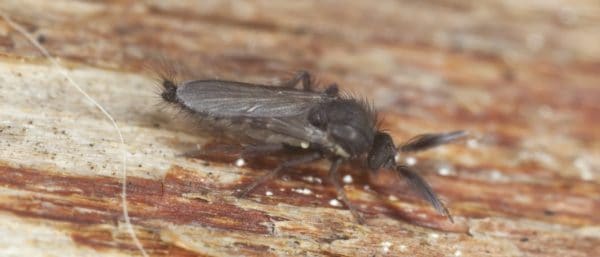 No See Ums vs Pirate Bugs: Key Differences Explained - A-Z Animals