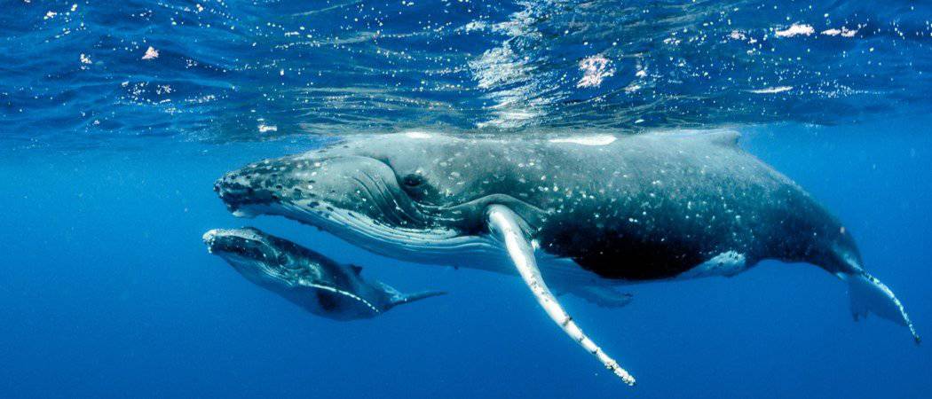 Wildlife in Northwest Pacific - Types of Northwest Pacific Animals - A ...