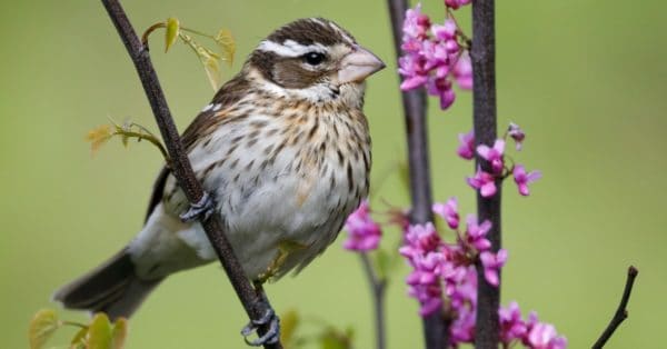 Rose-Breasted Grosbeak Bird Facts - Pheucticus ludovicianus - A-Z Animals