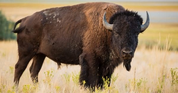 Yak vs. Bison: 4 Key Differences Explained - A-Z Animals