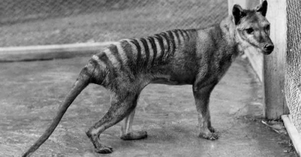 Tasmanian Tiger Animal Facts - †Thylacinus cynocephalus - A-Z Animals