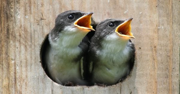 Swallow Animal Facts - Hirundinidae - A-Z Animals