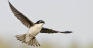 Tree swallow Animal Facts - Tachycineta bicolor - A-Z Animals