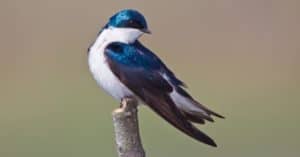 Tree swallow Animal Facts - Tachycineta bicolor - A-Z Animals