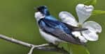 Tree swallow Animal Facts - Tachycineta bicolor - A-Z Animals