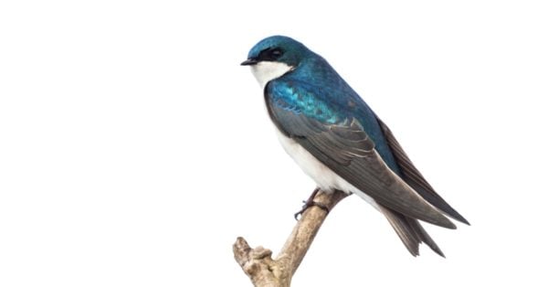 Tree swallow Animal Facts - Tachycineta bicolor - A-Z Animals