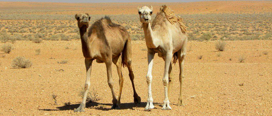 Wildlife in Tunisia - Types of Tunisian Animals - A-Z Animals