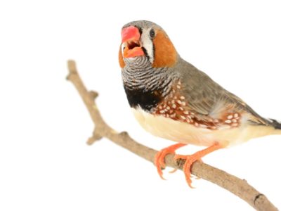 Zebra Finch Bird Facts | Taeniopygia guttata | AZ Animals