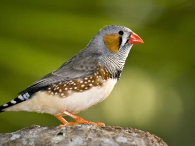 Zebra Finch Bird Facts | Taeniopygia guttata | AZ Animals