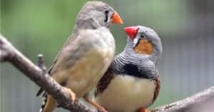 Zebra Finch Animal Facts - A-Z Animals