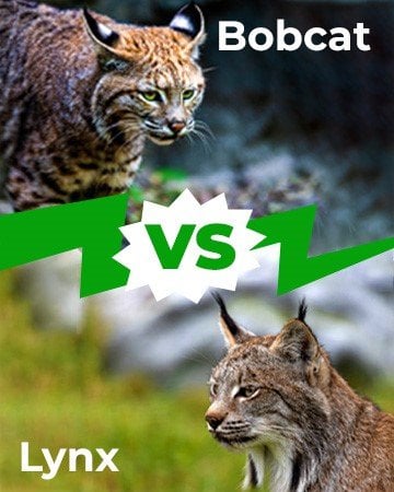 Bobcats in Massachusetts: How Many Are There and Are They Dangerous ...