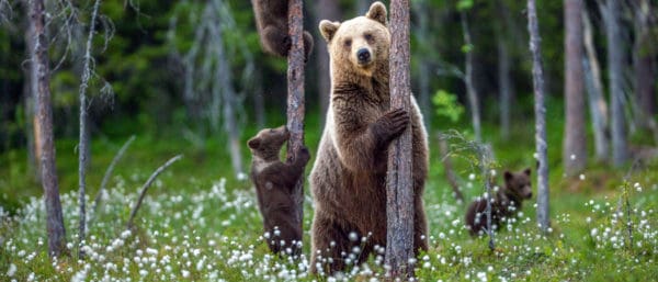Brown Bear Animal Facts - Ursus arctos - A-Z Animals