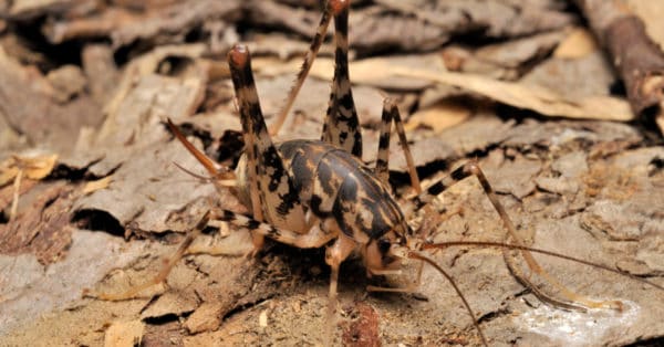 Are Crickets Nocturnal Or Diurnal? Their Sleep Behavior Explained - A-Z ...