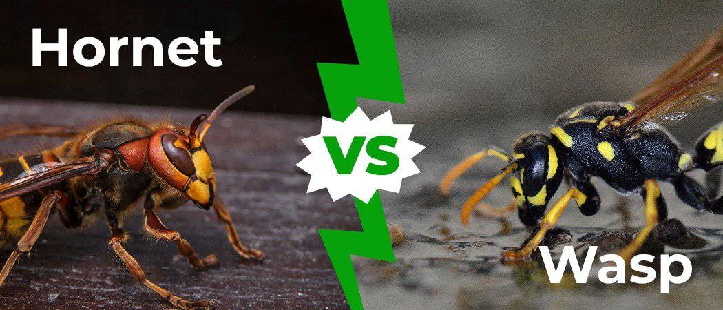 Wasp vs Yellow Jacket: 5 Key Differences Explained - A-Z Animals