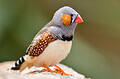 The Cheapest Pet Birds - The 10 Most Affordable Options - A-Z Animals