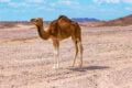 7 Types of Ruminant Animals With Pictures - A-Z Animals