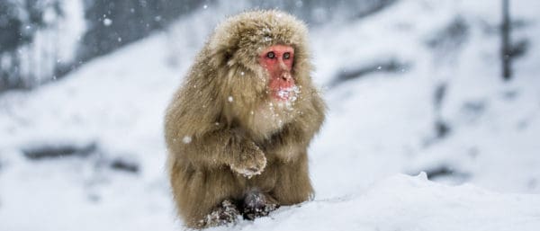 Japanese Macaque Animal Facts - Macaca fuscata - A-Z Animals