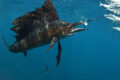 Discover How Fast Sailfish Can Swim: Top Speeds and Interesting Facts ...