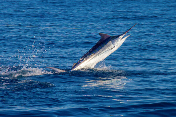 Marlin vs Swordfish: 5 Key Differences - A-Z Animals
