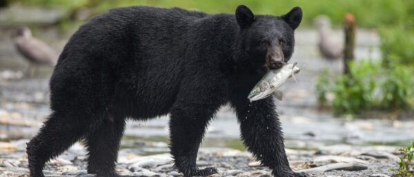 Wildlife in Alabama - Types of Alabamian Animals - A-Z Animals