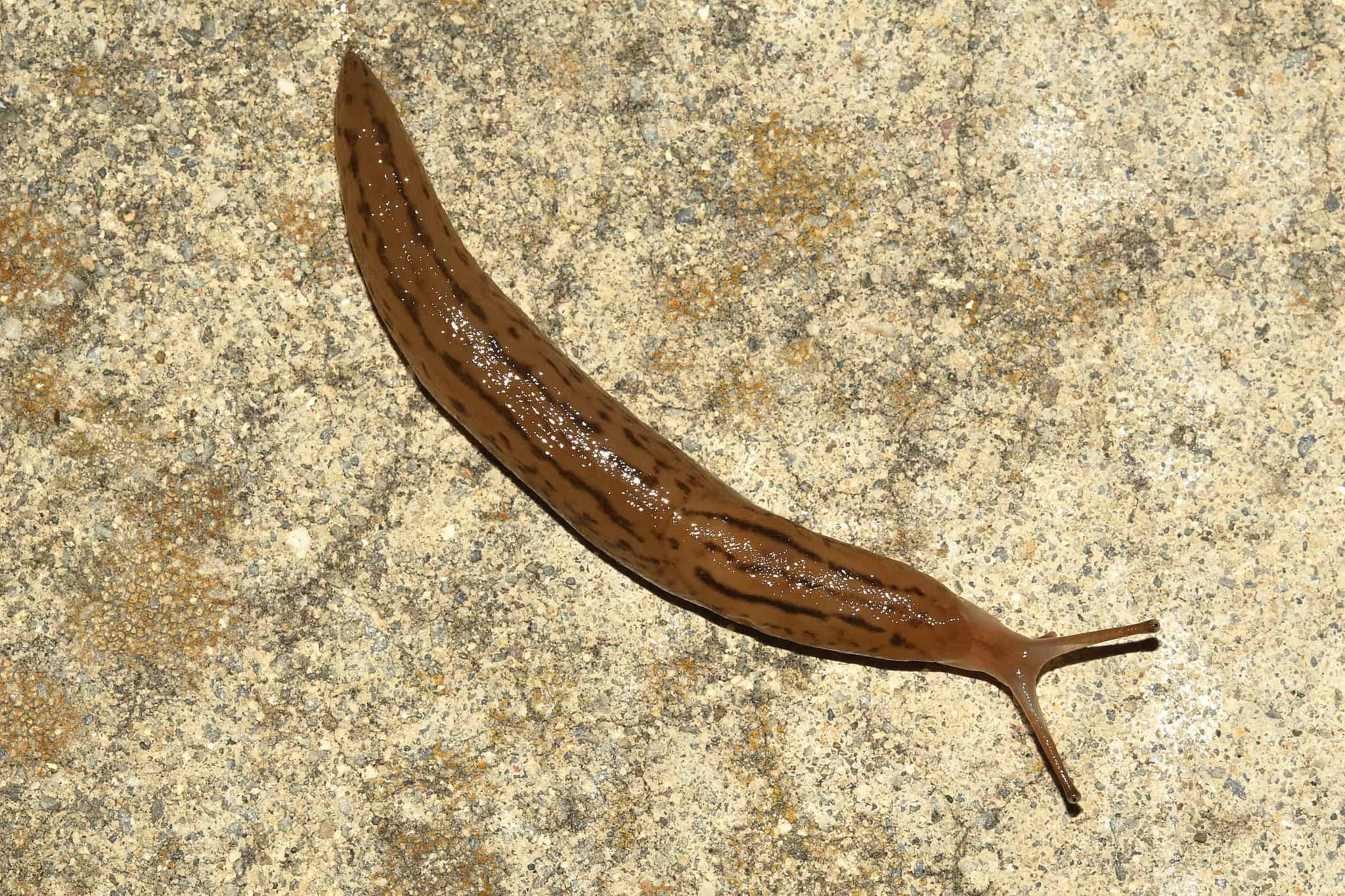 Slug Lifespan: How Long Do Slugs Live? - A-Z Animals