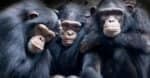 5 Animals That Grieve and Understand Death - A-Z Animals