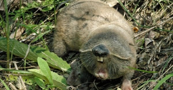 Mole Animal Pictures | A-Z Animals