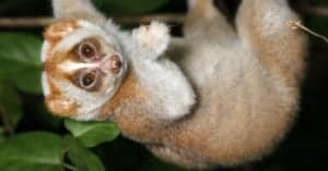 Meet the Slow Loris: The Nocturnal Slow Climbing Primate - A-Z Animals