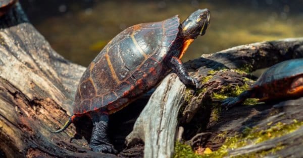 Painted Turtle Animal Facts - Chrysemys picta - A-Z Animals